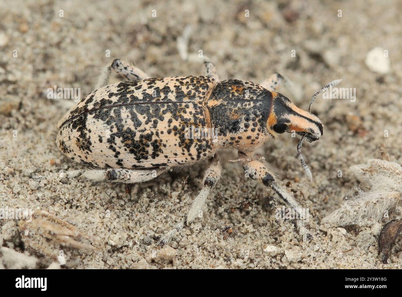 (Maximus verrucosus) Insecta Stock Photo - Alamy