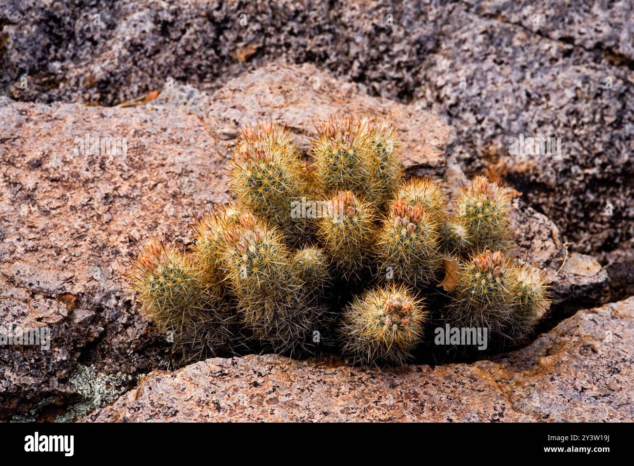 Organ Mountains Foxtail Cactus (Escobaria organensis) Plantae Stock ...