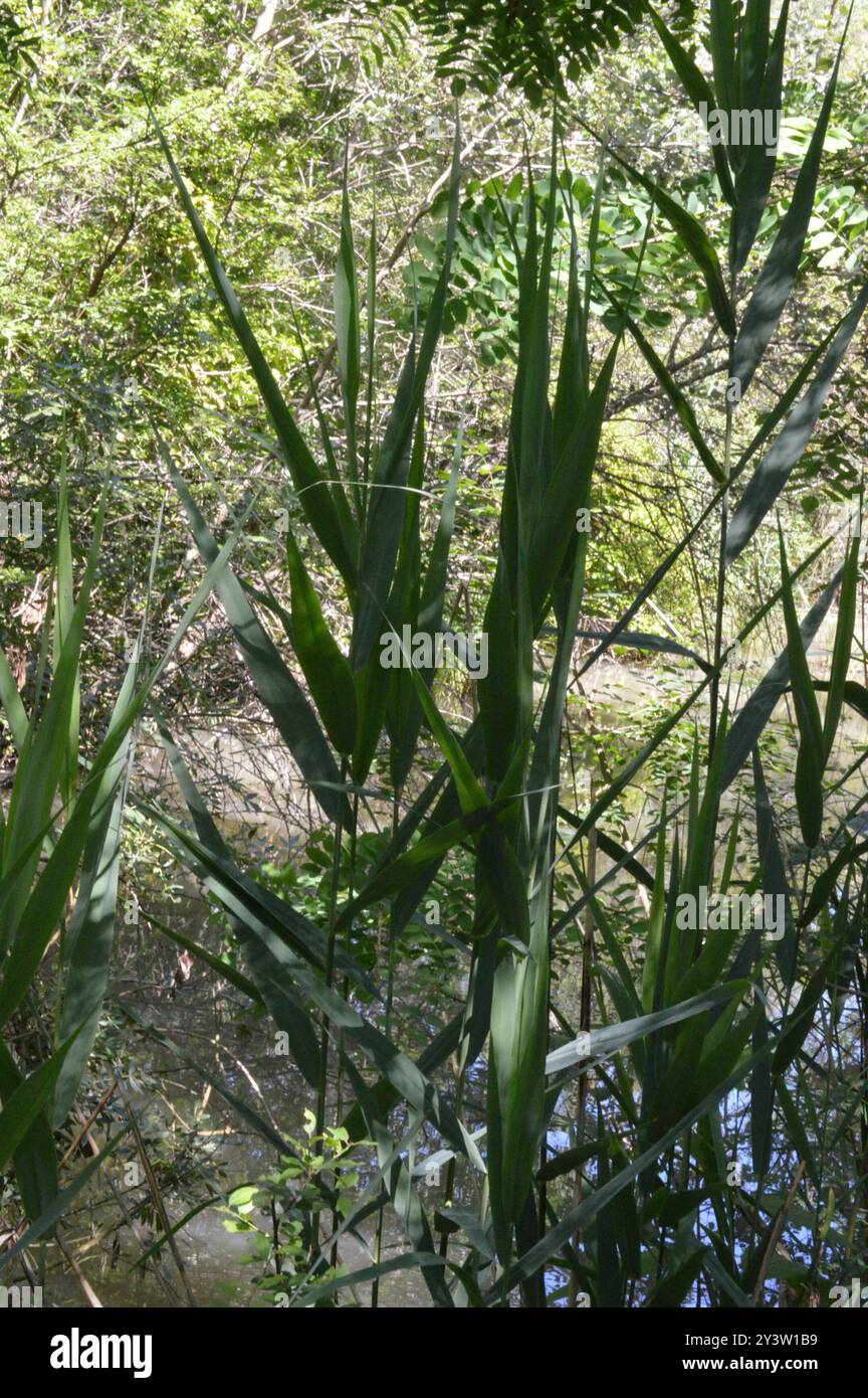 Reeds, Giant Canes, and allies (Arundinoideae) Plantae Stock Photo - Alamy