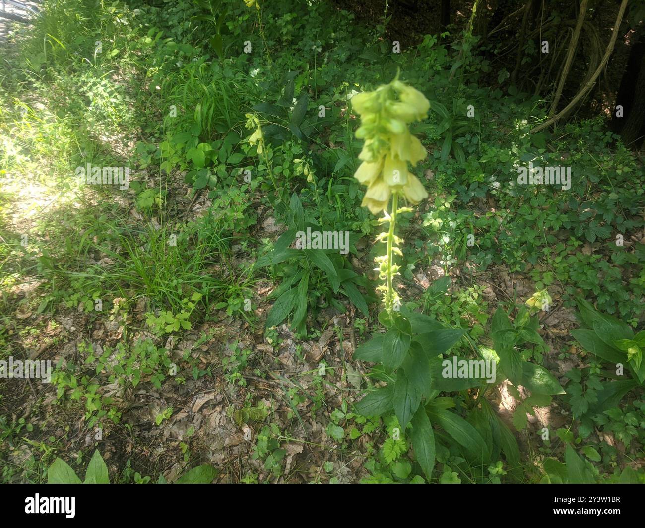 Yellow Foxglove (Digitalis grandiflora) Plantae Stock Photo - Alamy
