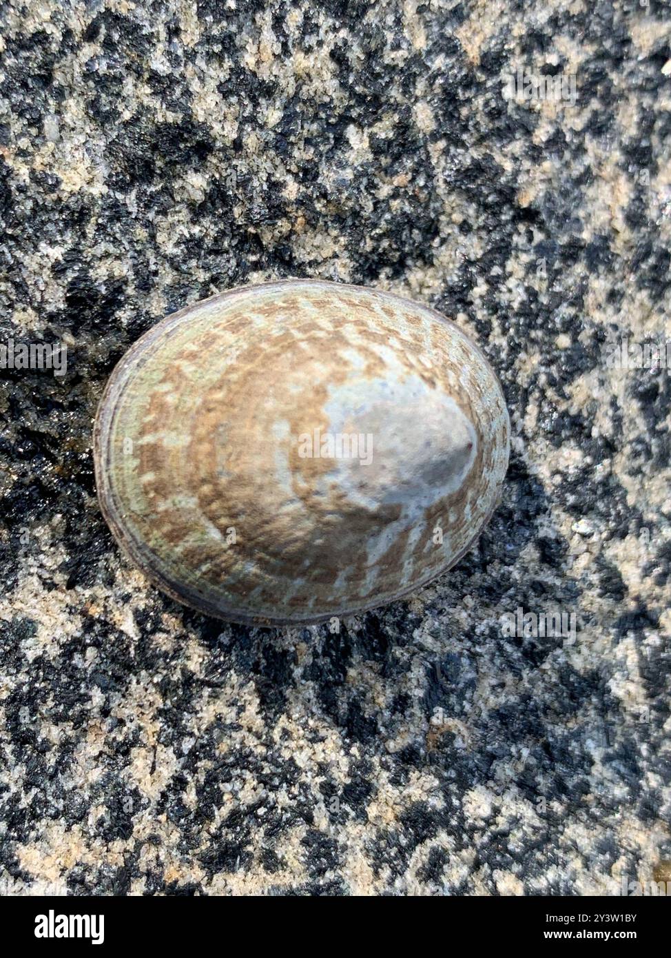 Mask Limpet (Lottia persona) Mollusca Stock Photo - Alamy
