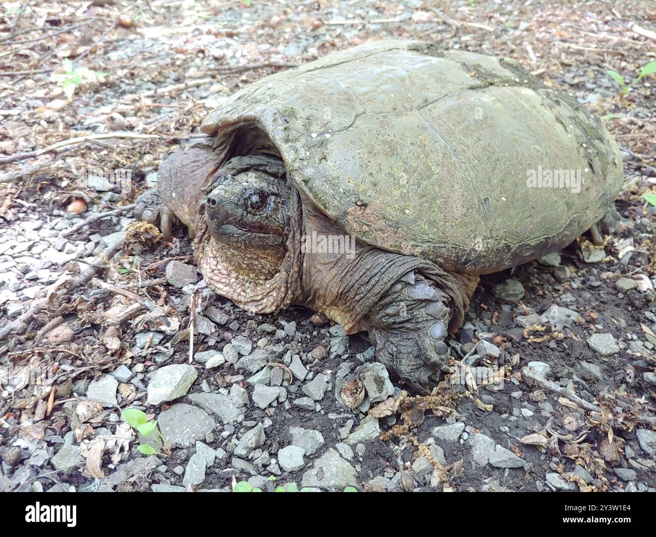 Common Snapping Turtle (Chelydra serpentina) Reptilia Stock Photo - Alamy
