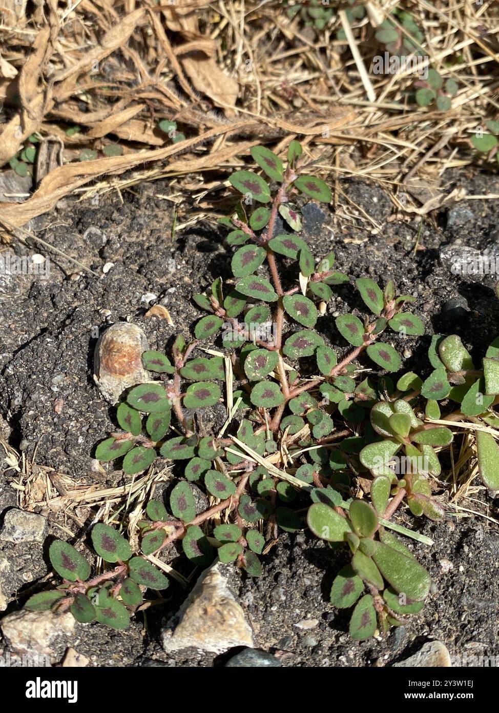 Spotted spurge (Euphorbia maculata) Plantae Stock Photo - Alamy