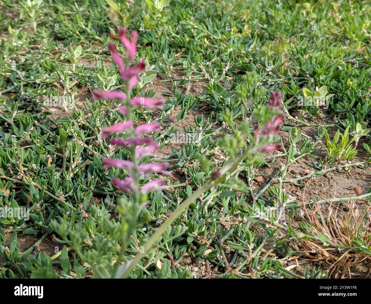 Common Fumitory (Fumaria officinalis) Plantae Stock Photo - Alamy