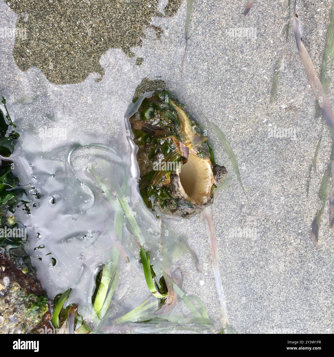 Panopea generosa hi-res stock photography and images - Alamy