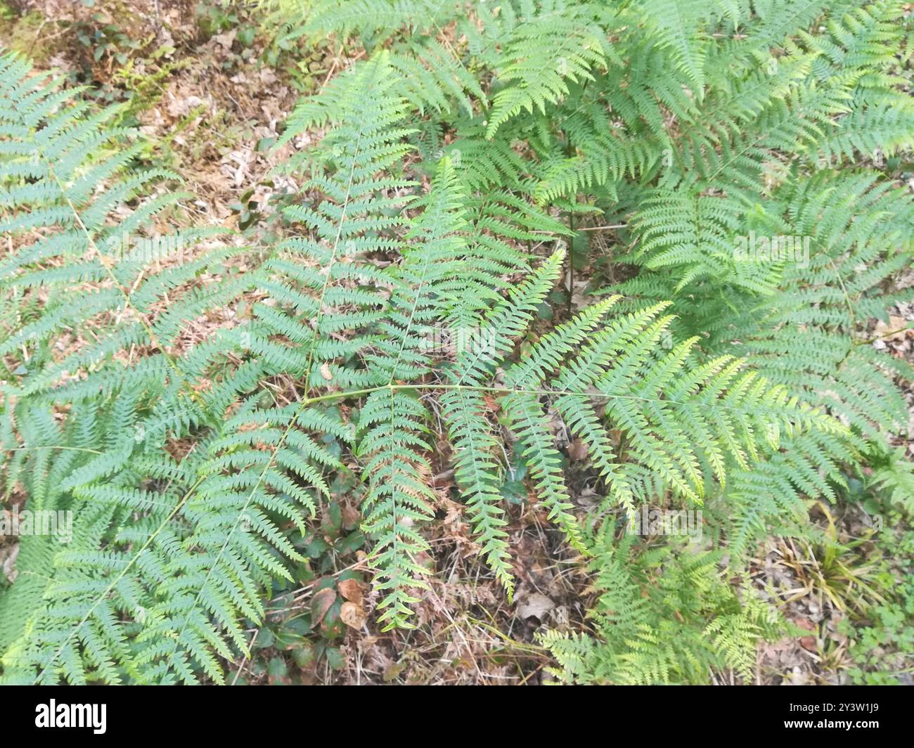 common bracken (Pteridium aquilinum) Plantae Stock Photo - Alamy