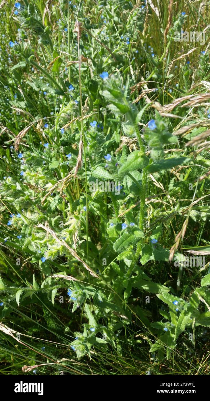 small bugloss (Anchusa arvensis) Plantae Stock Photo - Alamy