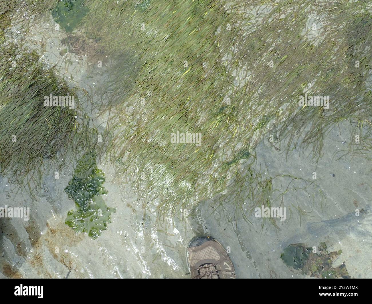 Japanese Eelgrass (Zostera japonica) Plantae Stock Photo - Alamy