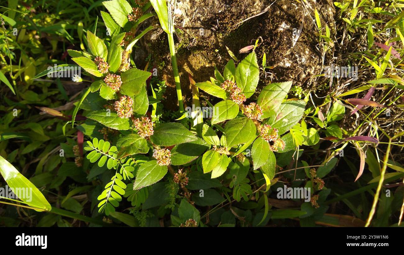 Asthma plant (Euphorbia hirta) Plantae Stock Photo - Alamy