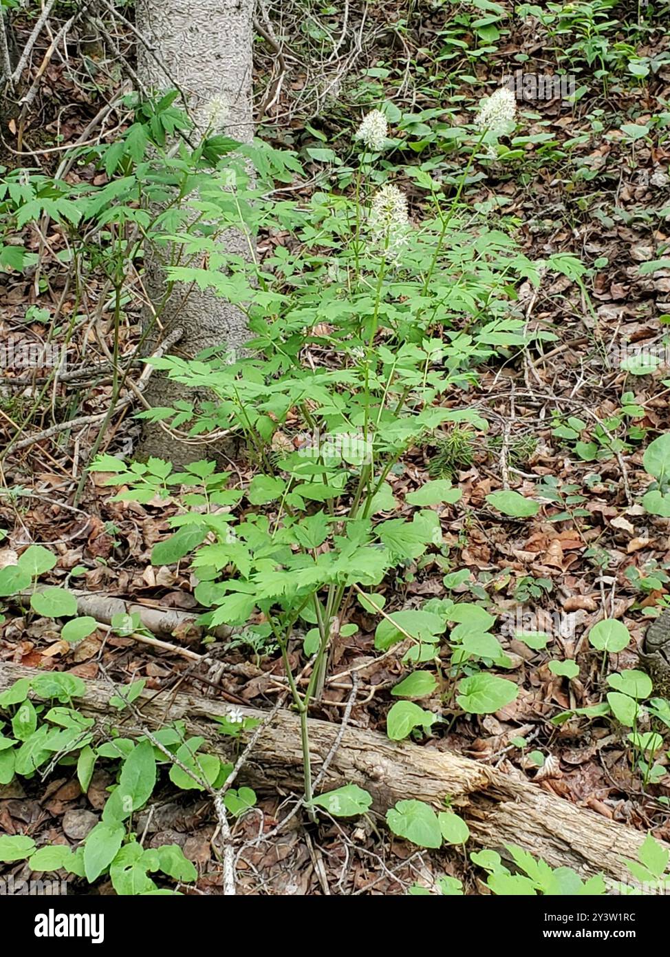 red baneberry (Actaea rubra) Plantae Stock Photo - Alamy