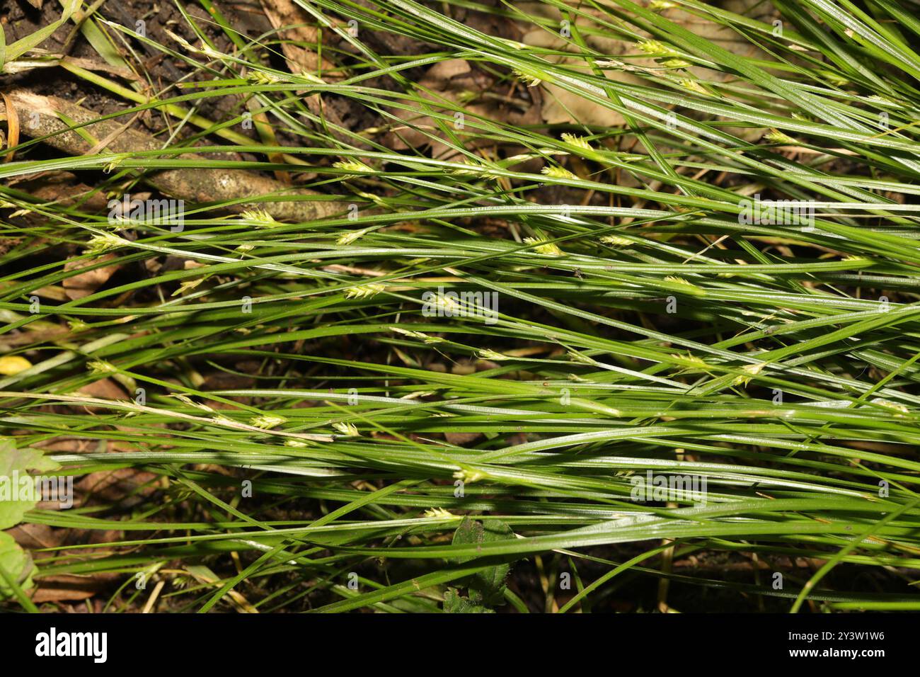 Remote Sedge (Carex remota) Plantae Stock Photo - Alamy