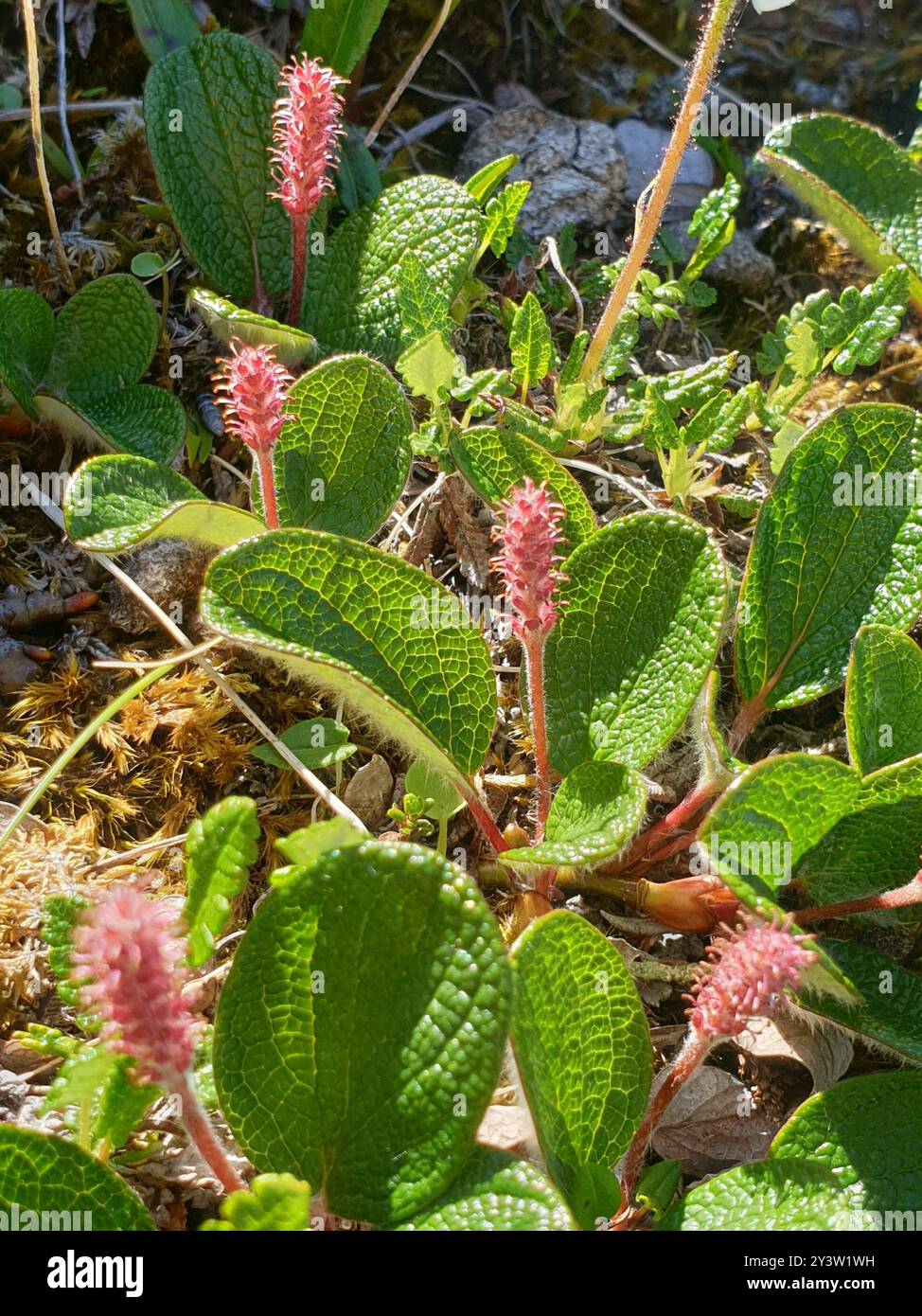 Net-leaved Willow (Salix reticulata) Plantae Stock Photo - Alamy