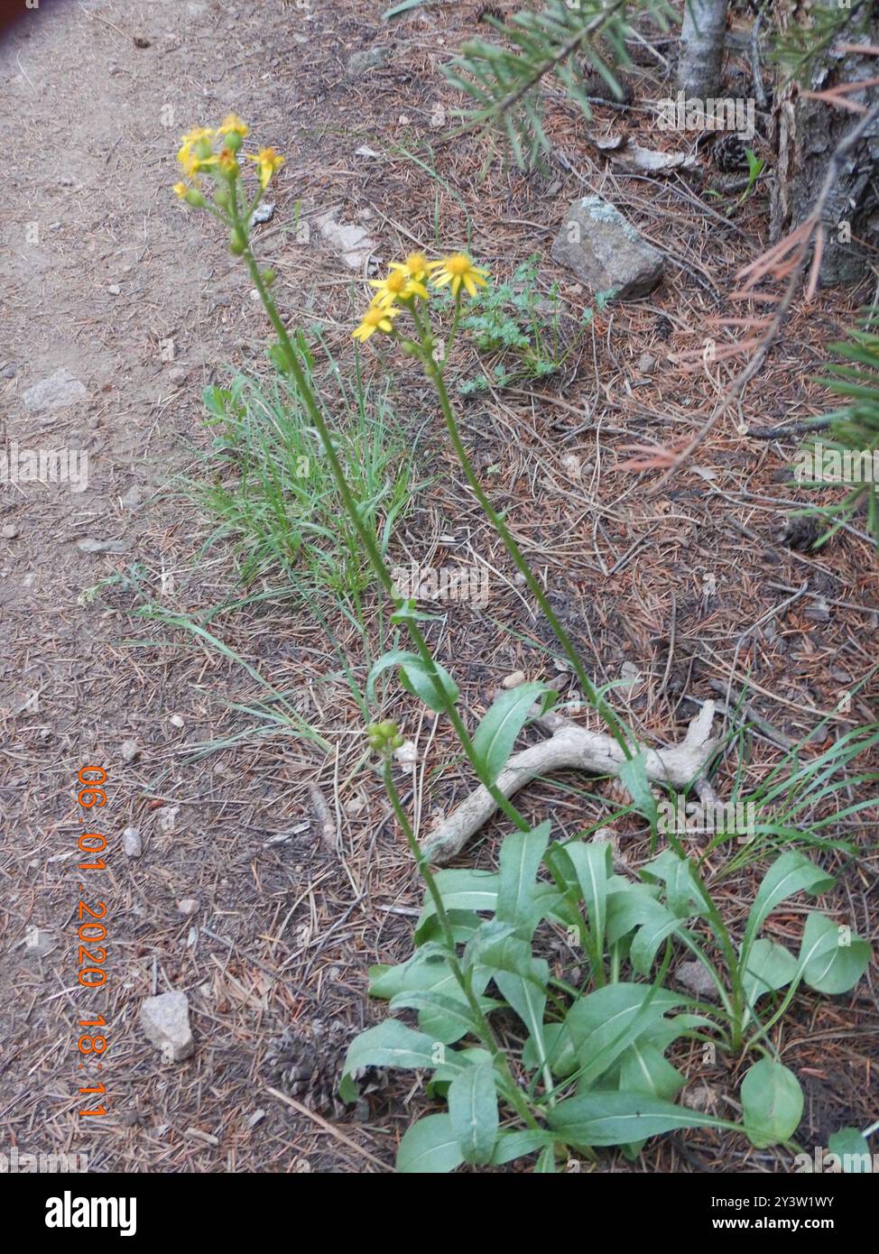 Tall western groundsel (Senecio integerrimus) Plantae Stock Photo - Alamy