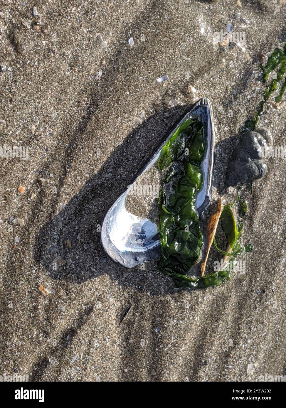 Blue Mussel (Mytilus edulis) Mollusca Stock Photo - Alamy