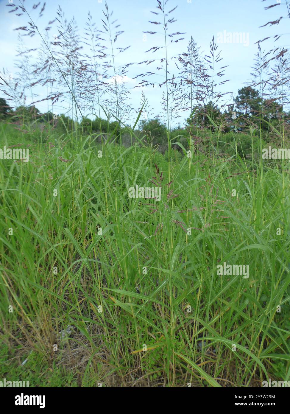 Johnson grass (Sorghum halepense) Plantae Stock Photo - Alamy