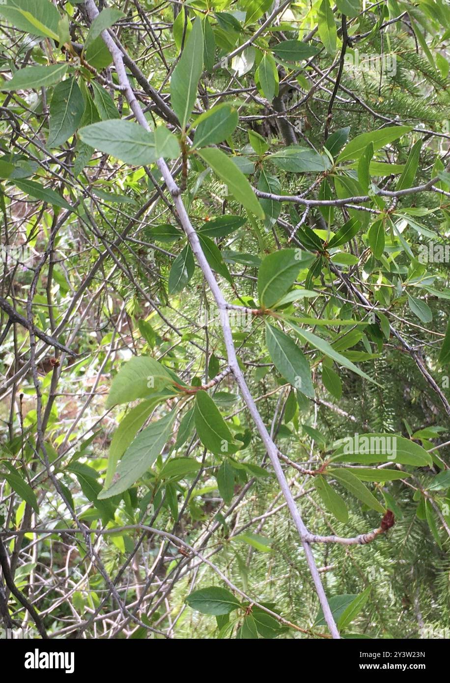 Narrowleaf Cottonwood (Populus angustifolia) Plantae Stock Photo - Alamy