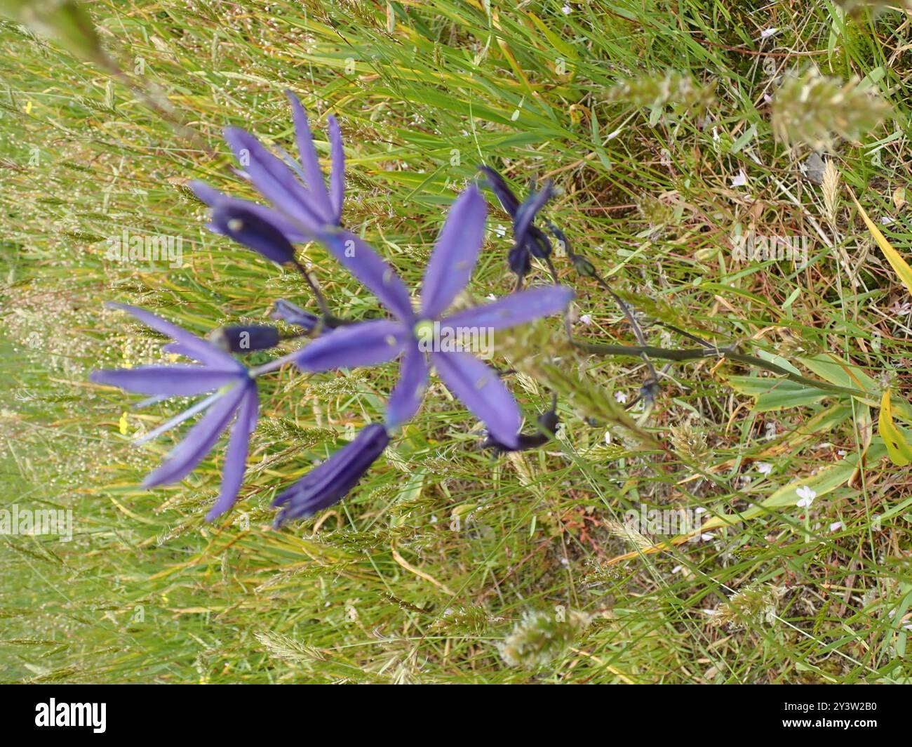 great camas (Camassia leichtlinii) Plantae Stock Photo - Alamy