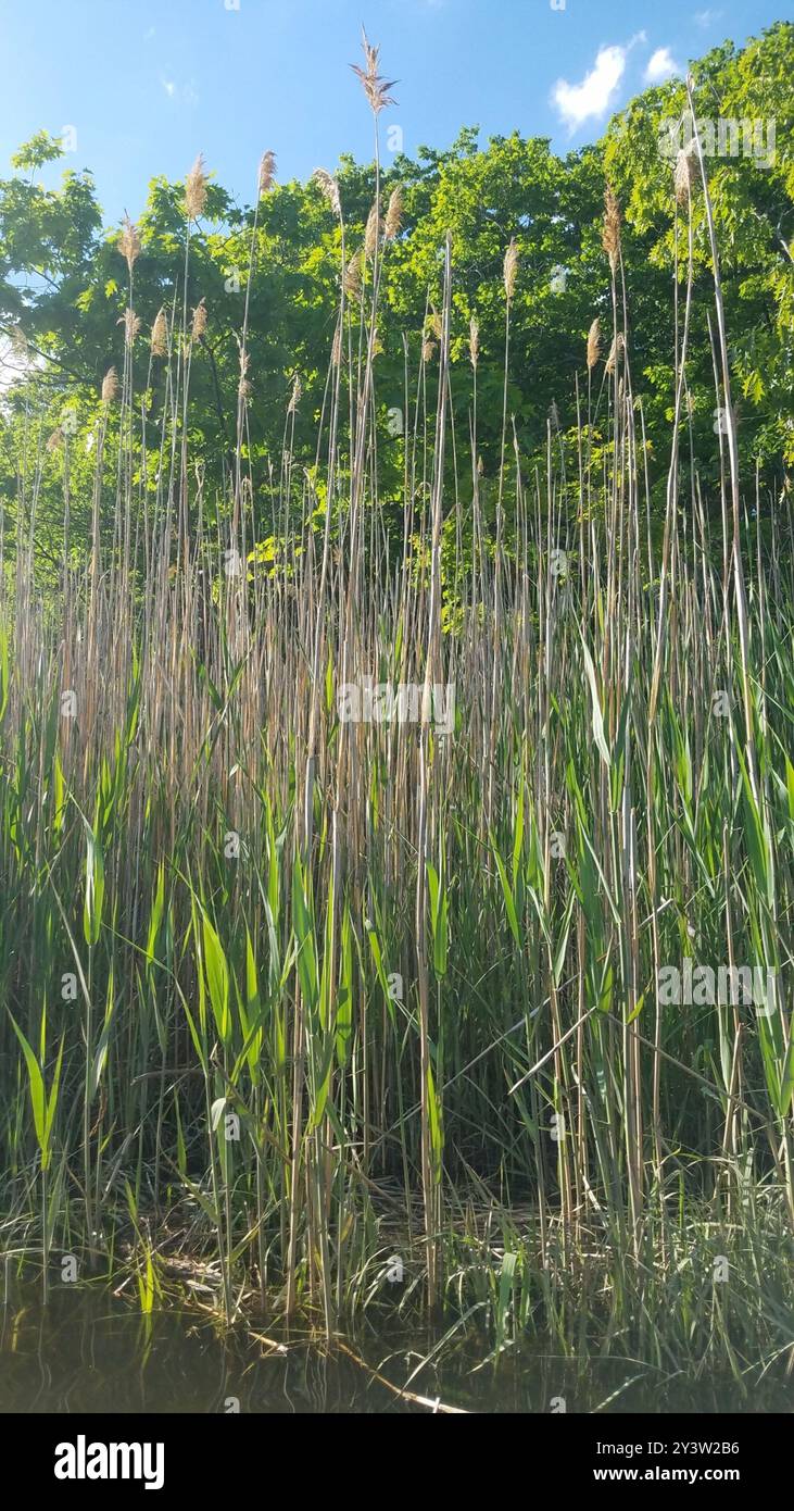 common reed (Phragmites australis) Plantae Stock Photo - Alamy