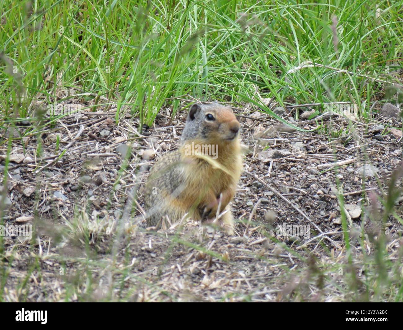 Columbian Ground Squirrel (Urocitellus columbianus) Mammalia Stock ...