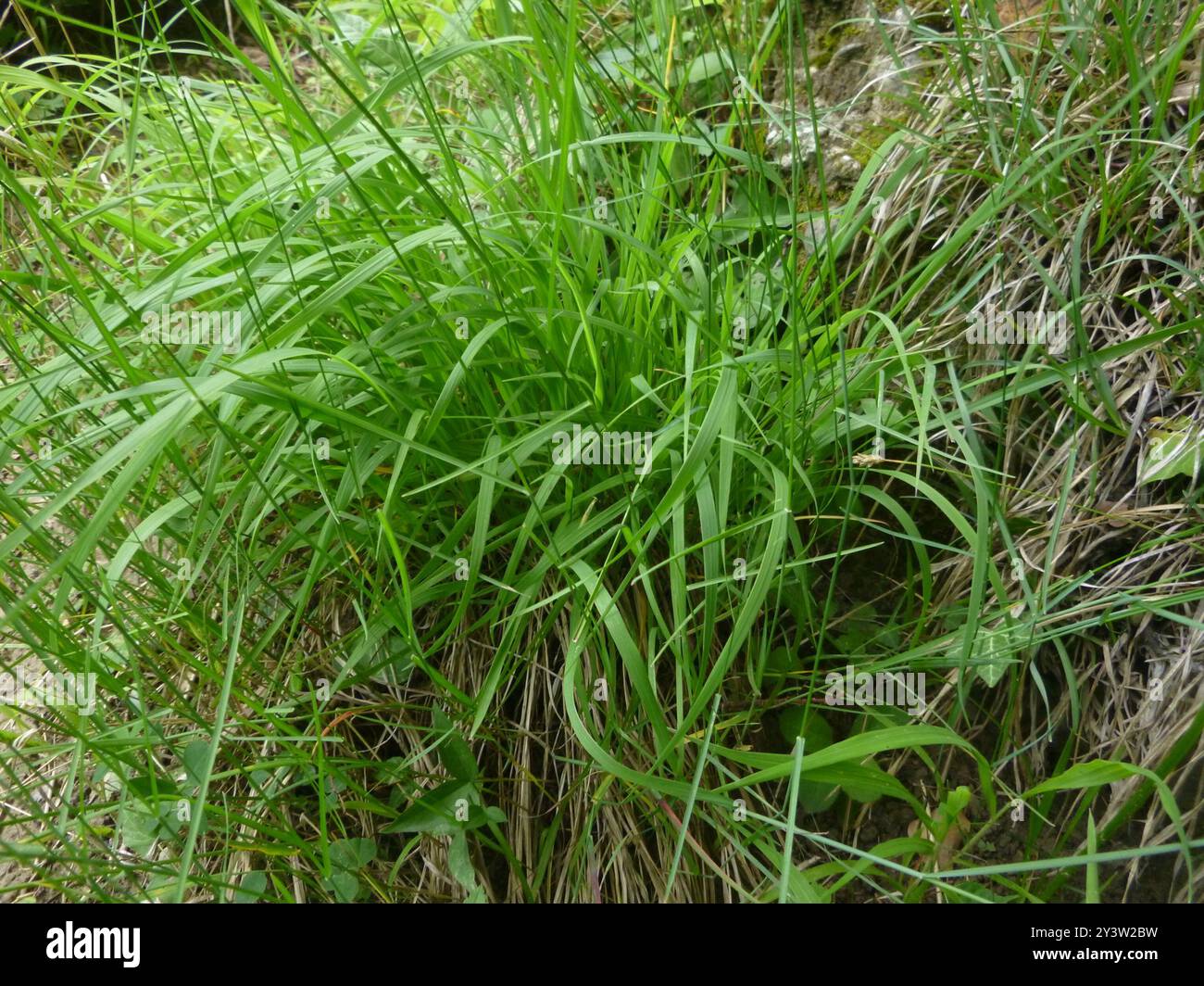 Wood Fescue (Festuca altissima) Plantae Stock Photo - Alamy