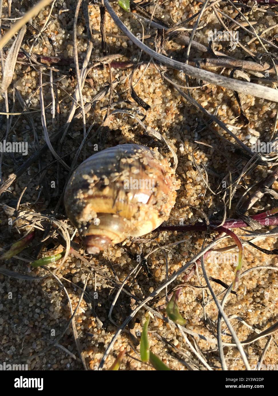 Common Apple Snails (Pomacea) Mollusca Stock Photo - Alamy