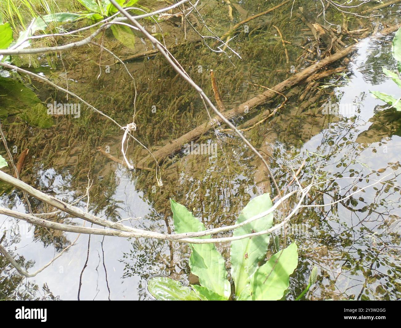 Canadian Waterweed (Elodea canadensis) Plantae Stock Photo - Alamy