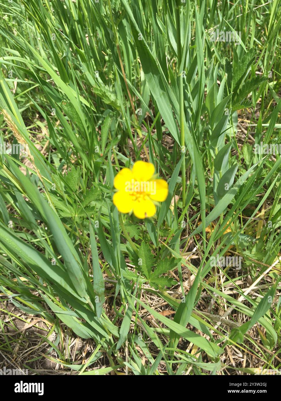 slender cinquefoil (Potentilla gracilis) Plantae Stock Photo - Alamy