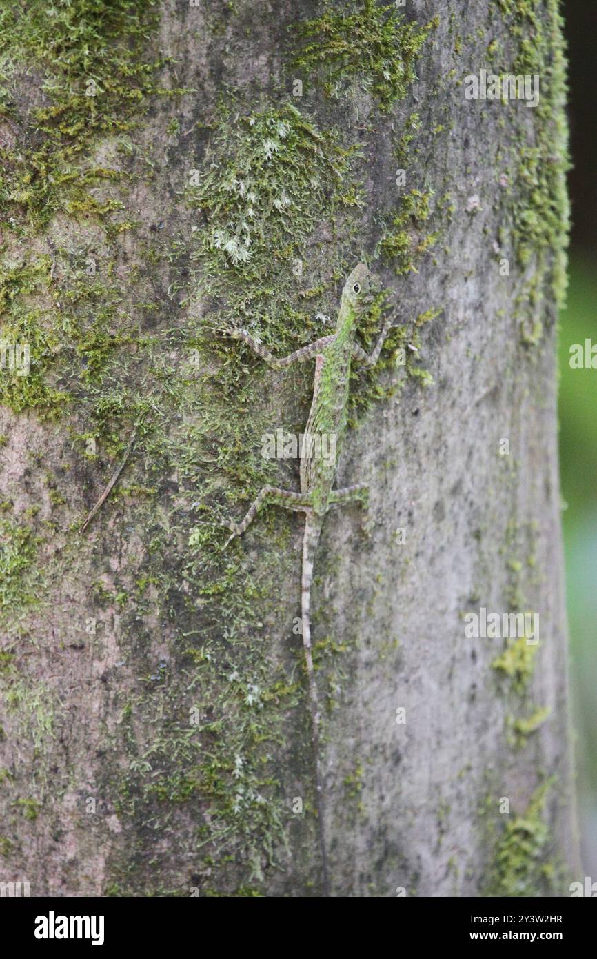 Black-barbed Flying Dragon (Draco melanopogon) Reptilia Stock Photo - Alamy