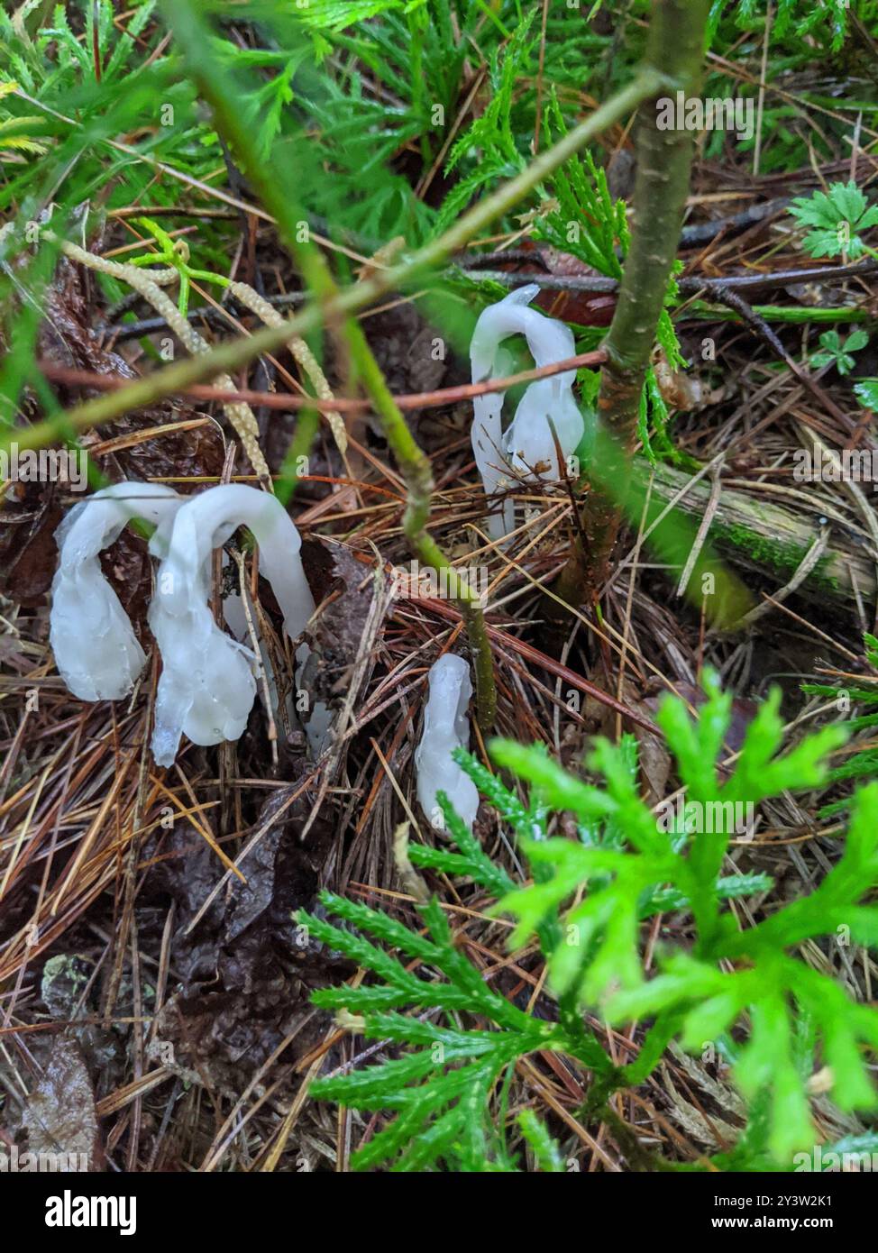 Ghost Pipe (Monotropa uniflora) Plantae Stock Photo - Alamy
