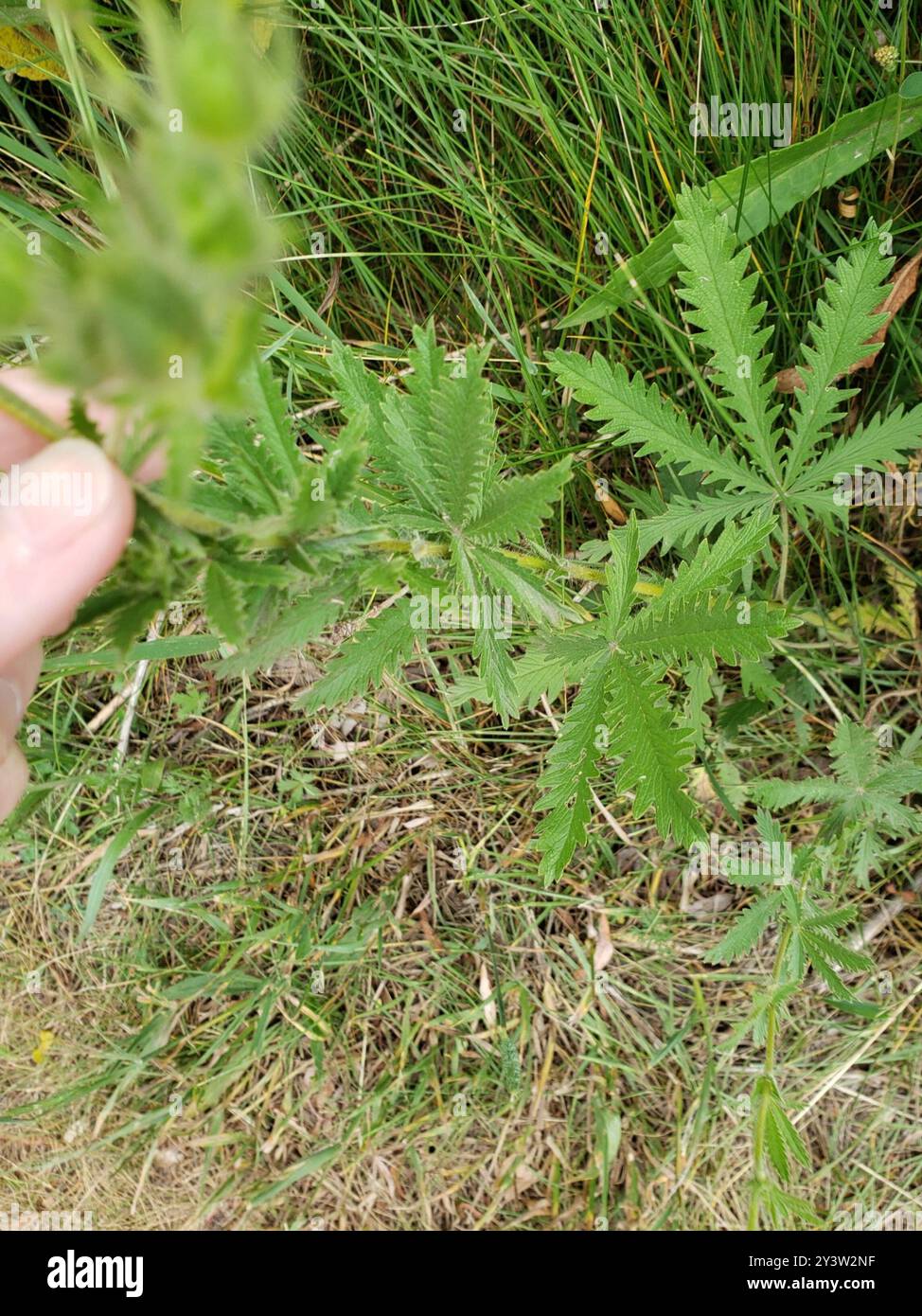 sulphur cinquefoil (Potentilla recta) Plantae Stock Photo - Alamy