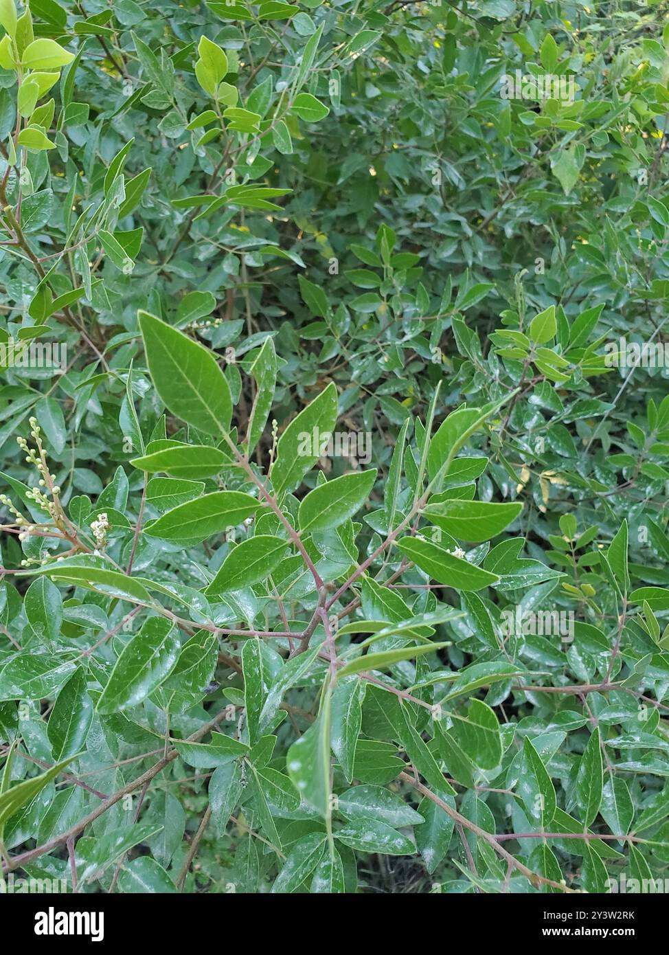 evergreen sumac (Rhus virens) Plantae Stock Photo - Alamy