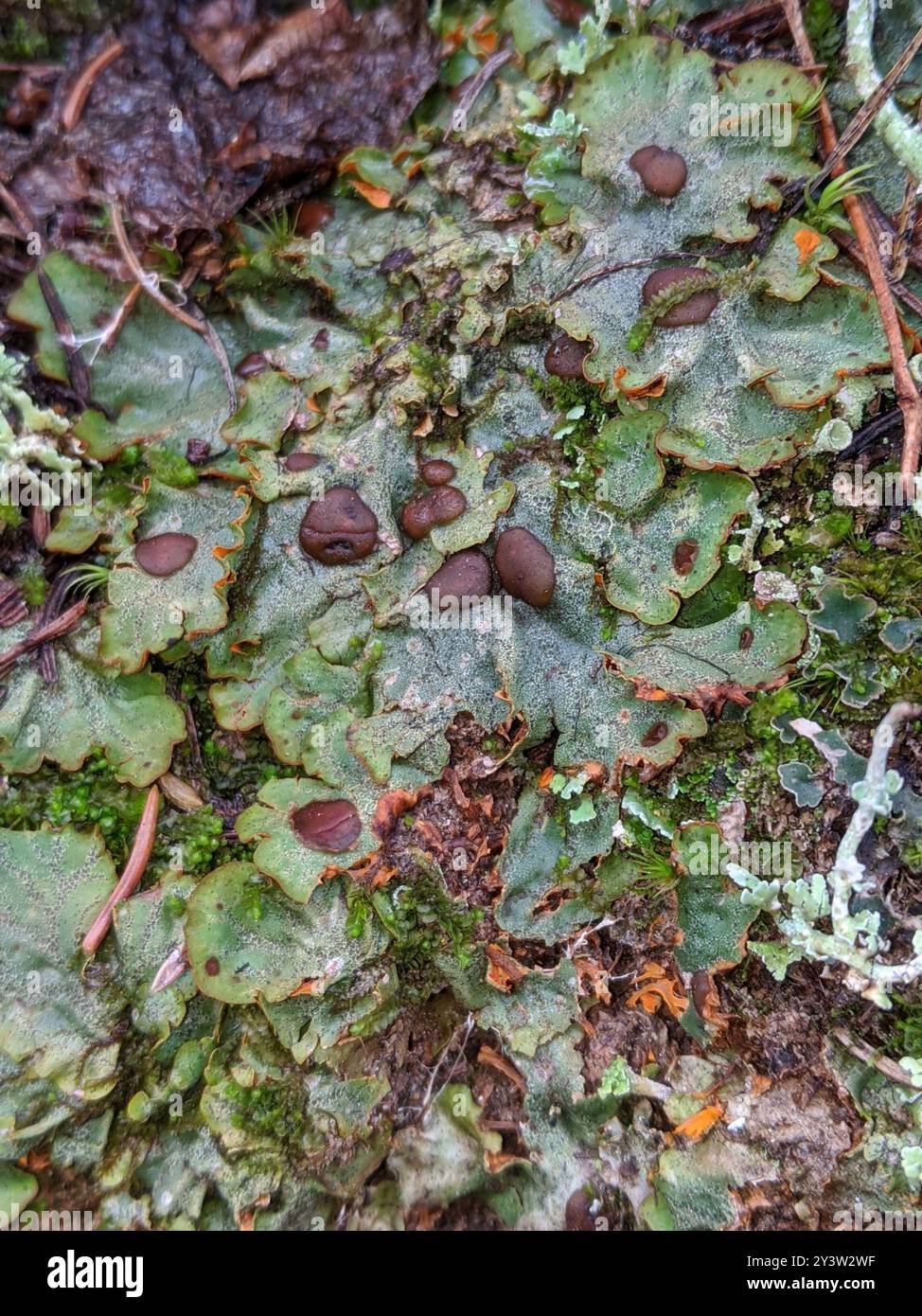 Chocolate Chip Lichen (Solorina crocea) Fungi Stock Photo - Alamy