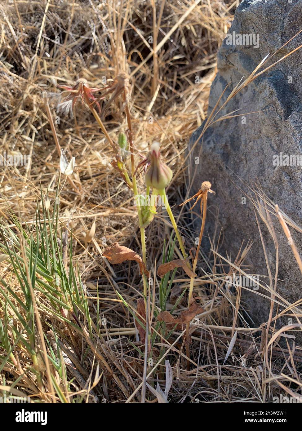 False Hawkbit (Urospermum picroides) Plantae Stock Photo - Alamy