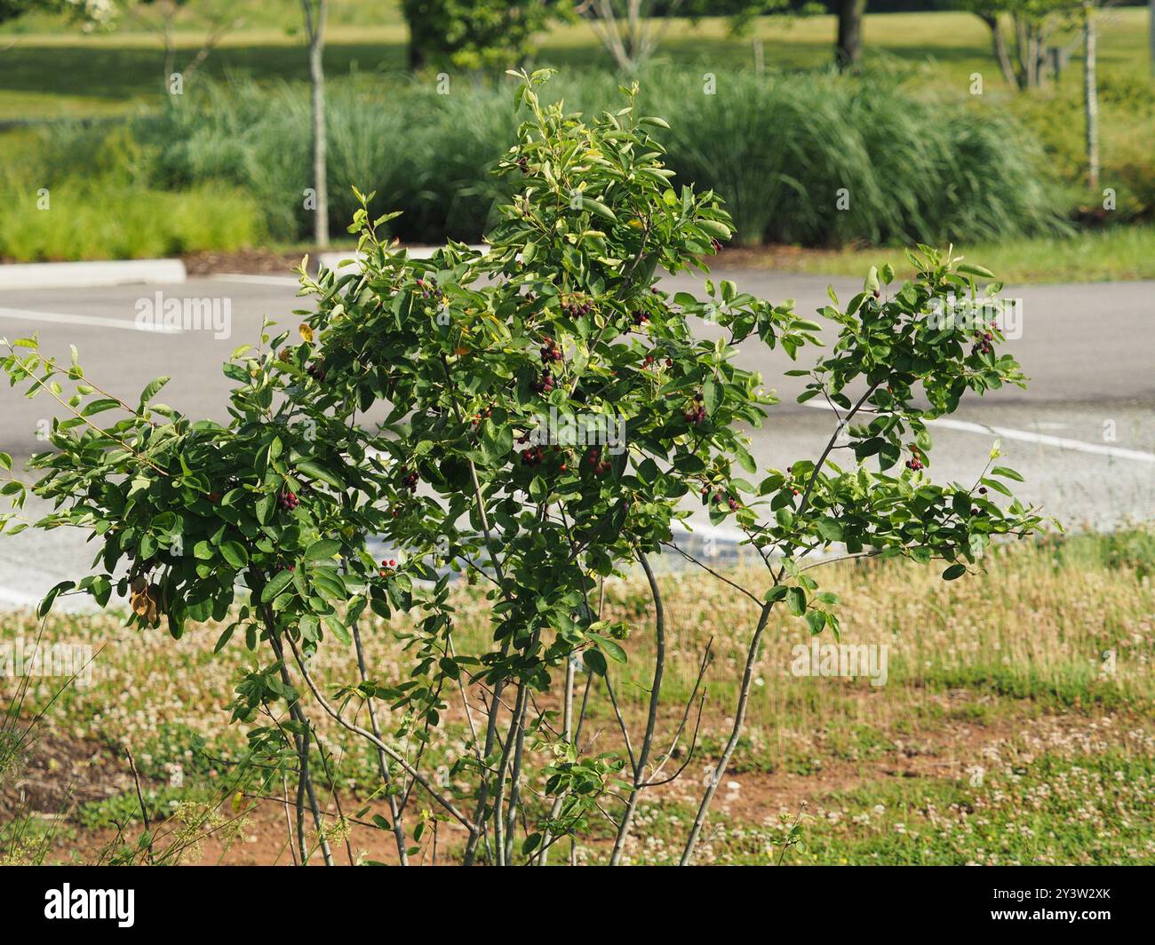 common serviceberry (Amelanchier arborea) Plantae Stock Photo - Alamy