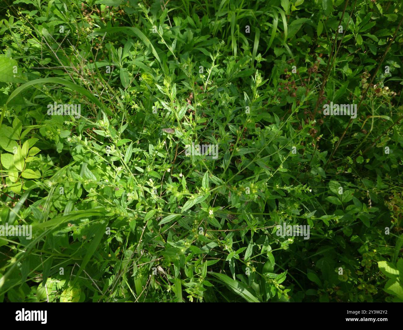 Common Gromwell (Lithospermum officinale) Plantae Stock Photo - Alamy