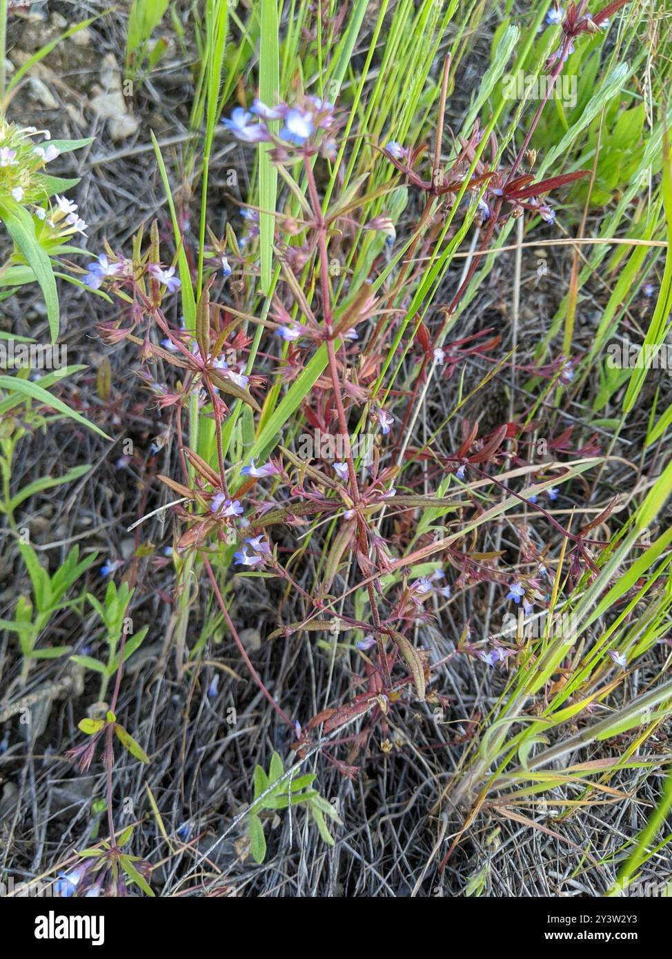 small-flowered blue-eyed mary (Collinsia parviflora) Plantae Stock ...