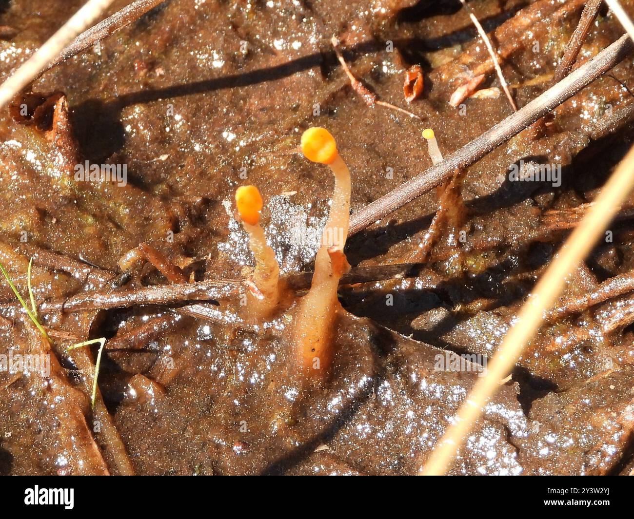 Swamp beacon (Mitrula paludosa) Fungi Stock Photo - Alamy