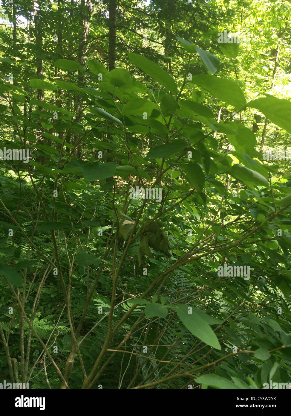 eastern leatherwood (Dirca palustris) Plantae Stock Photo - Alamy