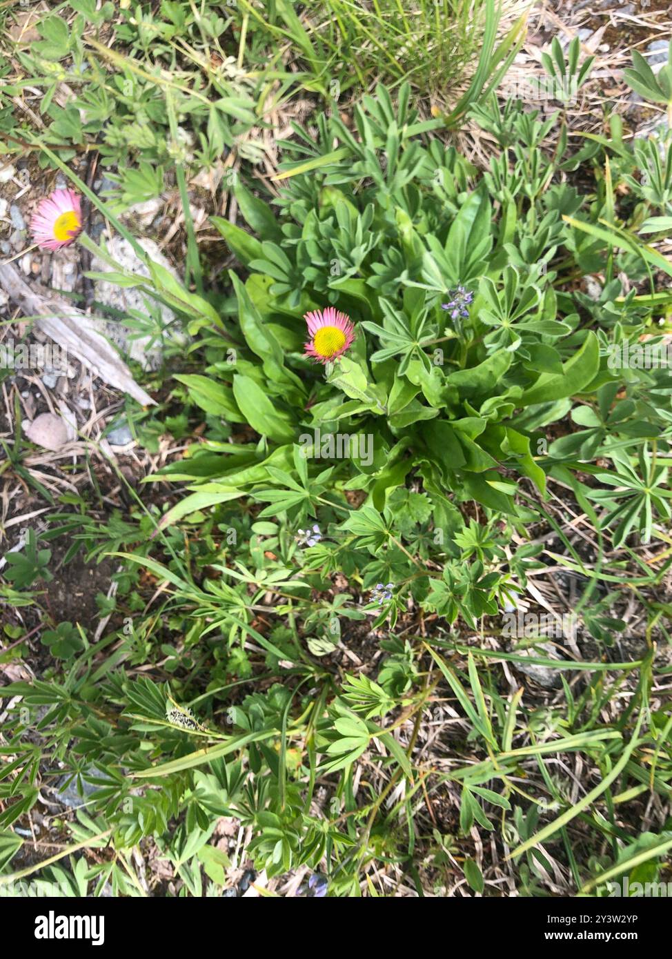 Subalpine Fleabane (Erigeron glacialis) Plantae Stock Photo - Alamy