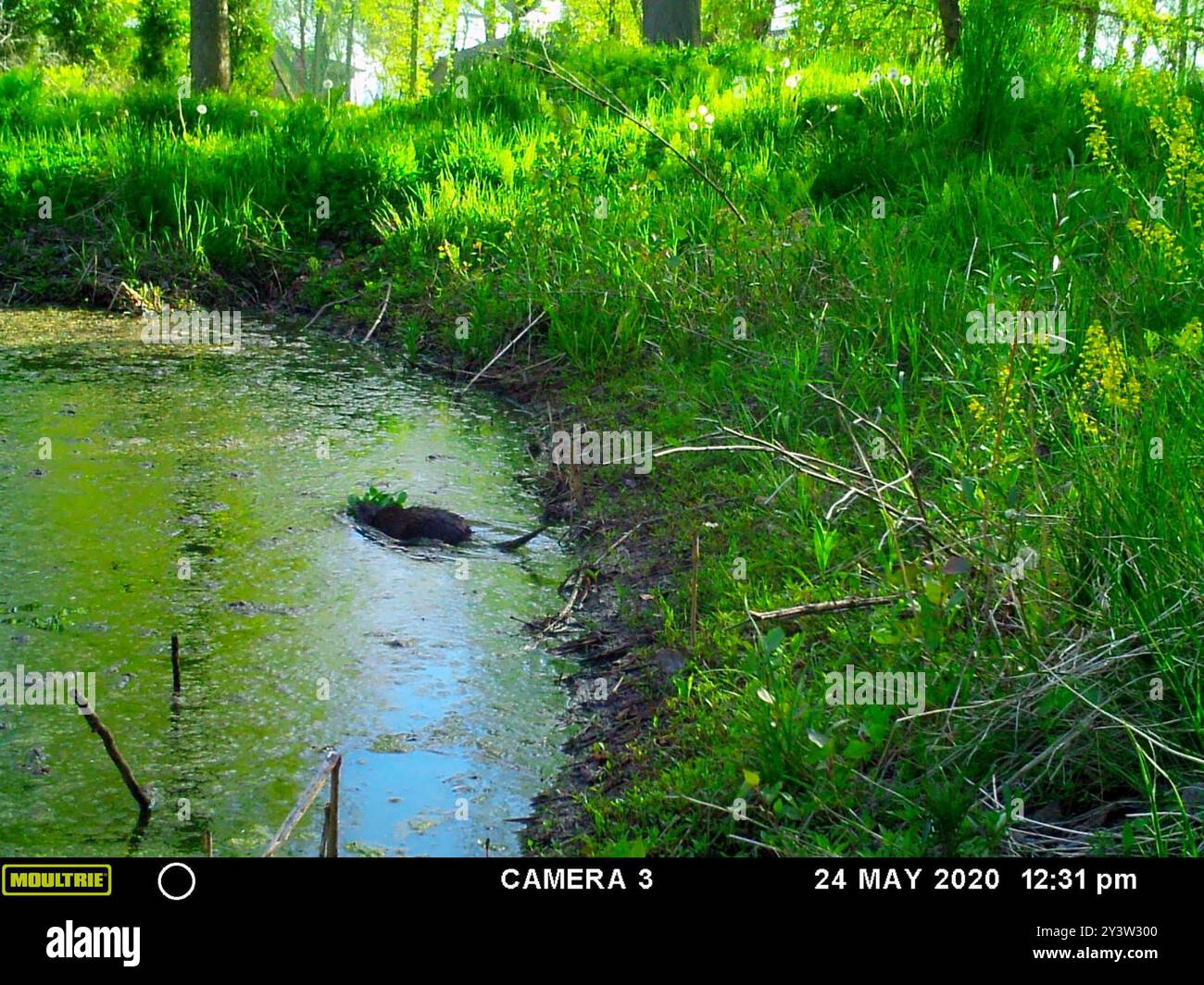 Muskrat (Ondatra zibethicus) Mammalia Stock Photo - Alamy
