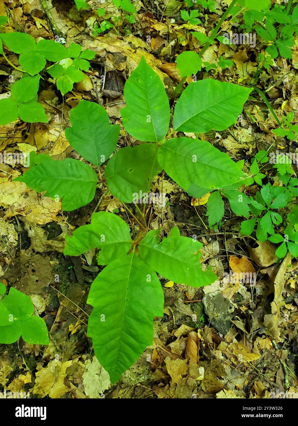 eastern poison ivy (Toxicodendron radicans) Plantae Stock Photo - Alamy