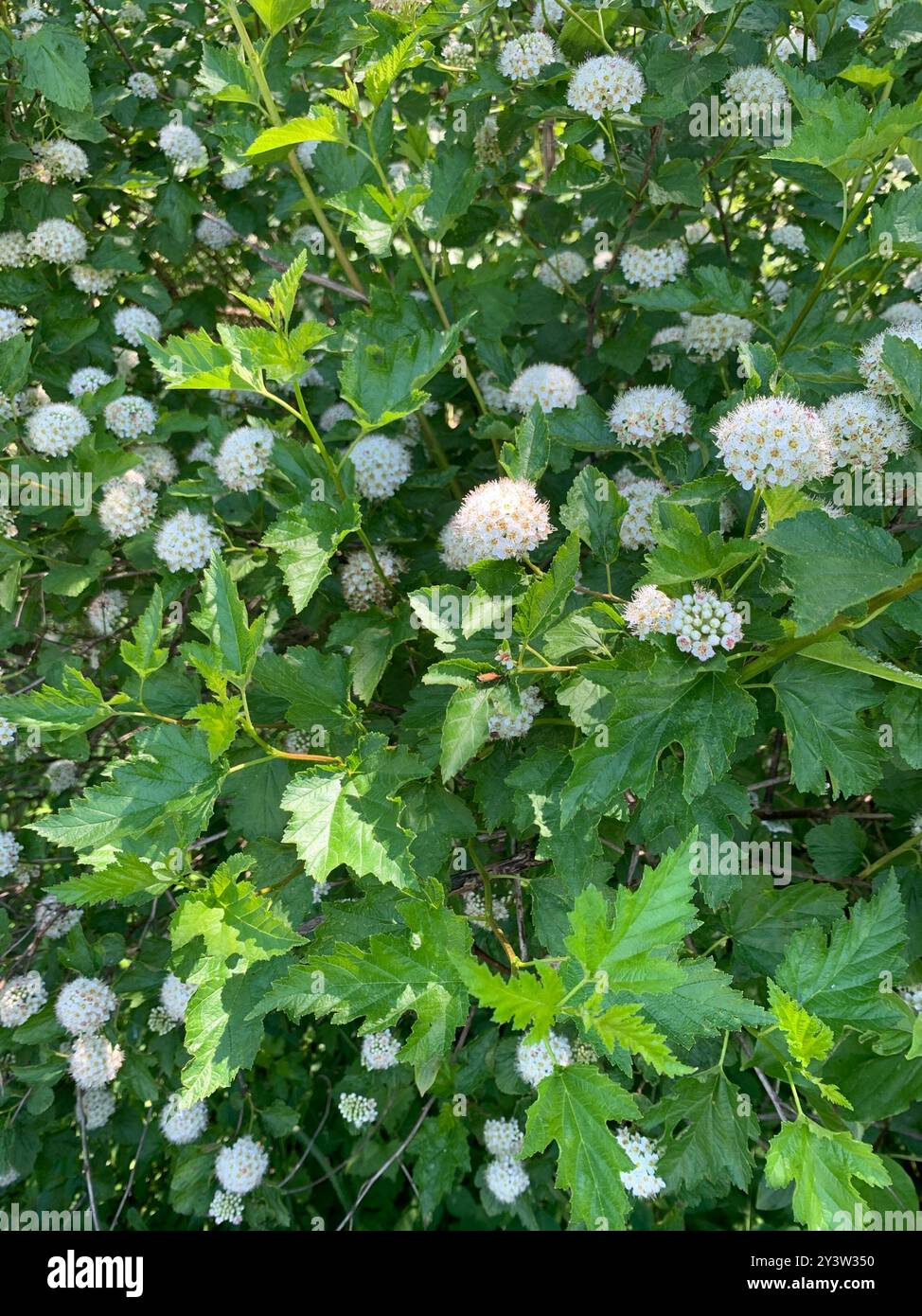 common ninebark (Physocarpus opulifolius) Plantae Stock Photo - Alamy