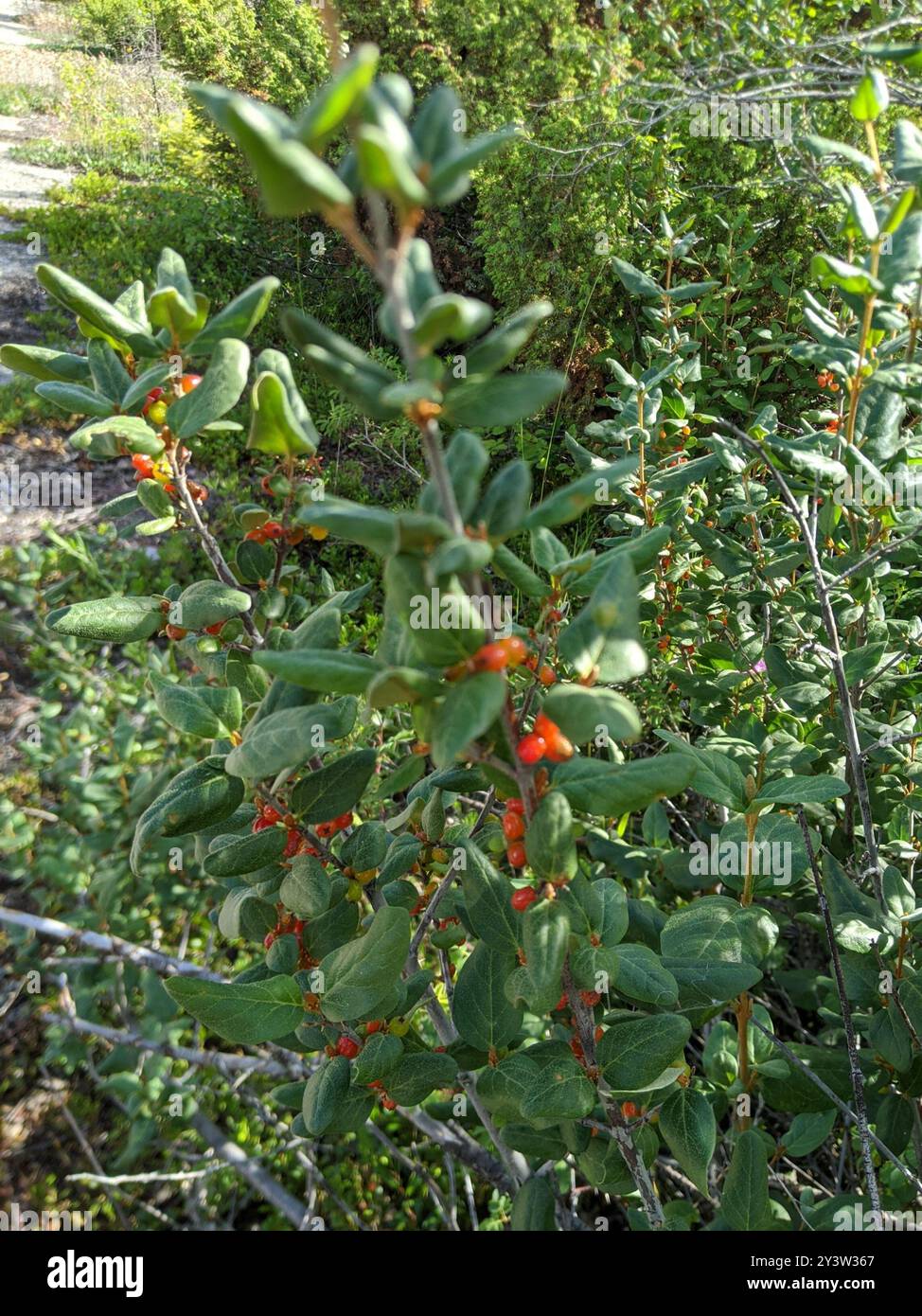 Canadian buffalo-berry (Shepherdia canadensis) Plantae Stock Photo - Alamy
