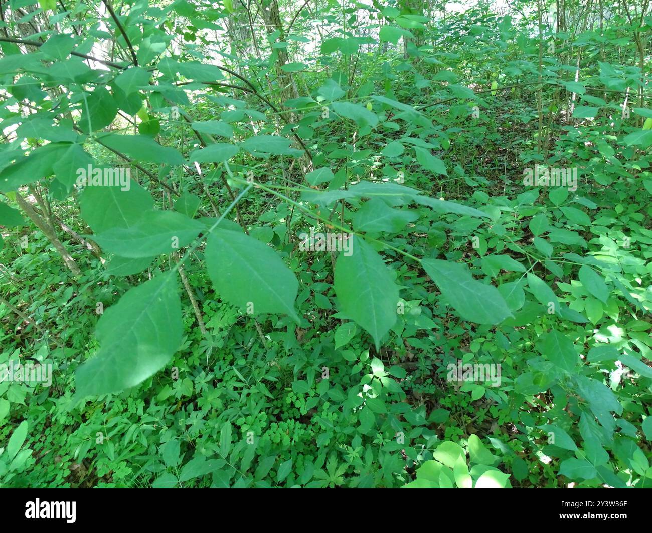 American bladdernut (Staphylea trifolia) Plantae Stock Photo - Alamy