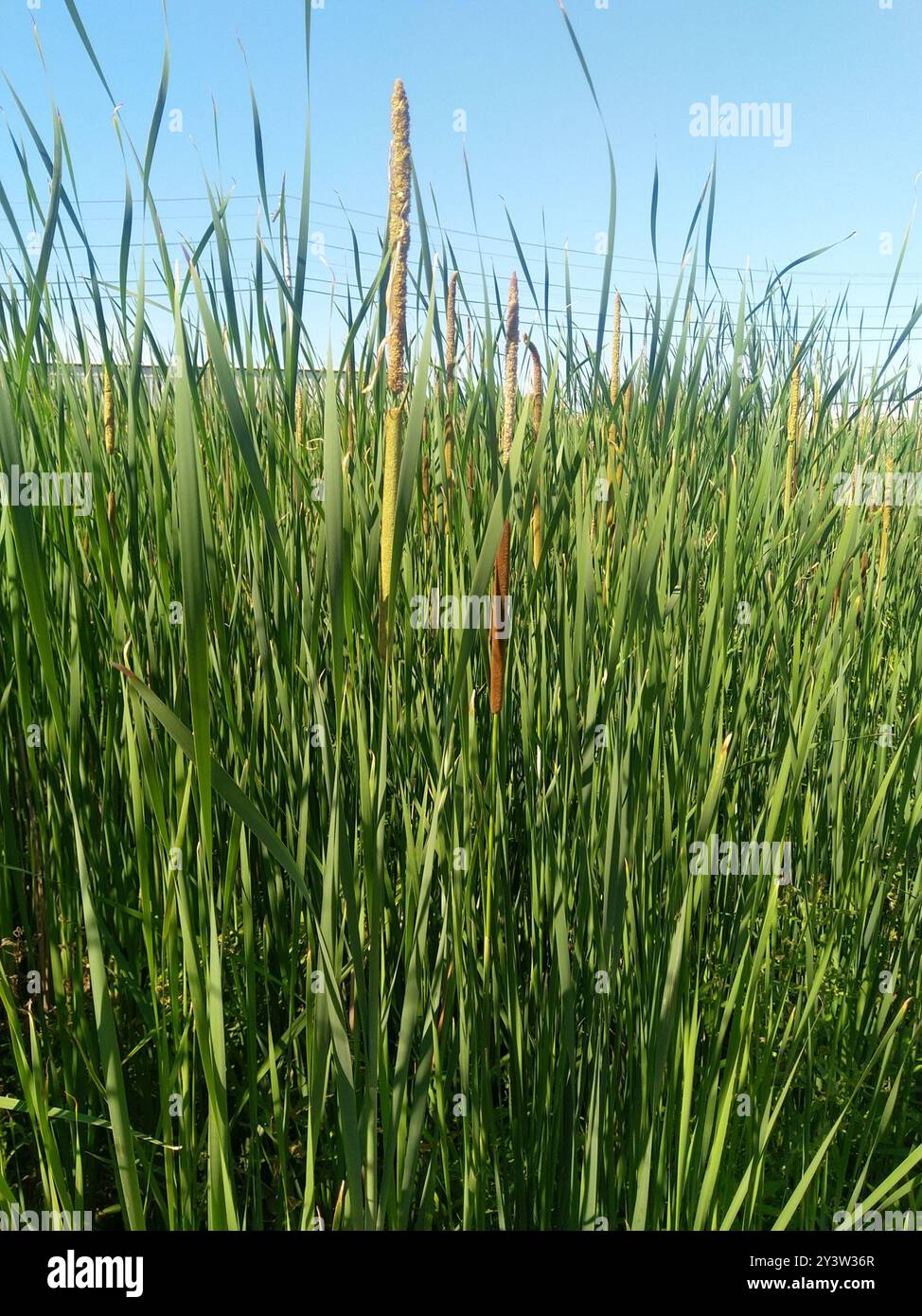 Cattails (Typha) Plantae Stock Photo - Alamy