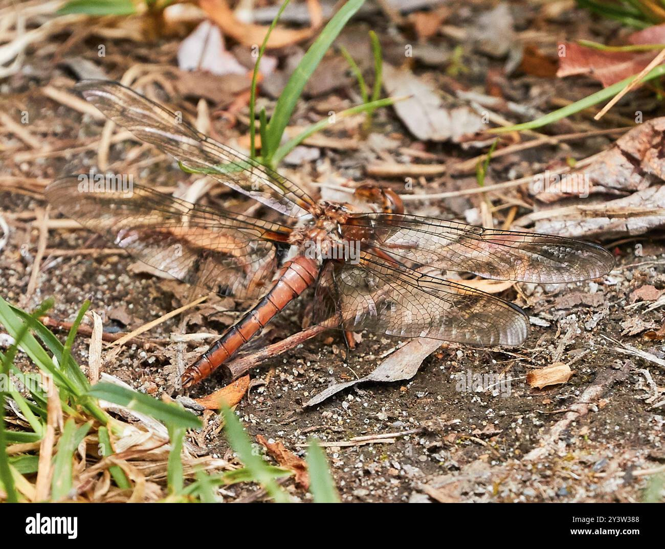 Chalk-fronted Corporal (Ladona julia) Insecta Stock Photo - Alamy