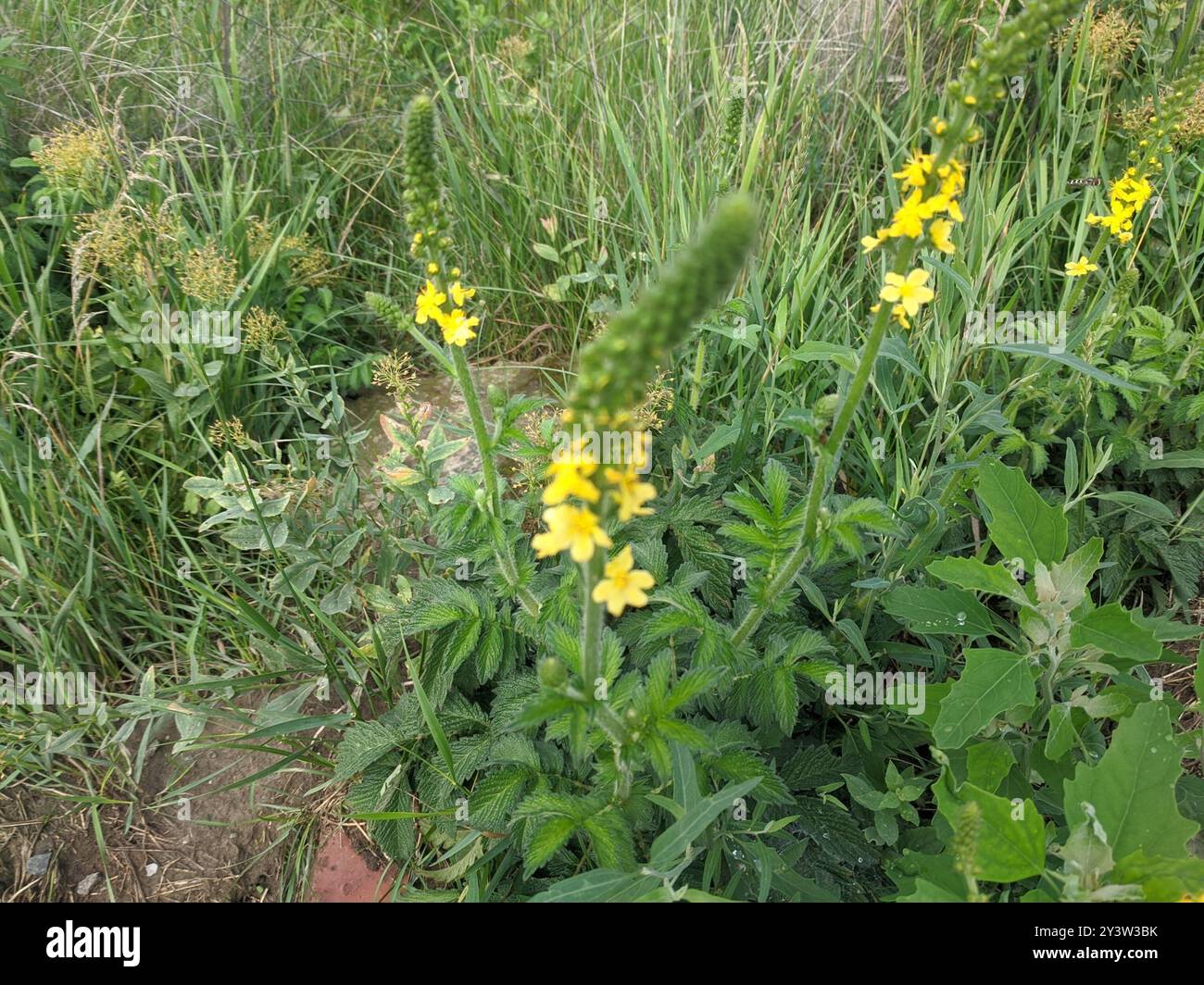 common agrimony (Agrimonia eupatoria) Plantae Stock Photo - Alamy