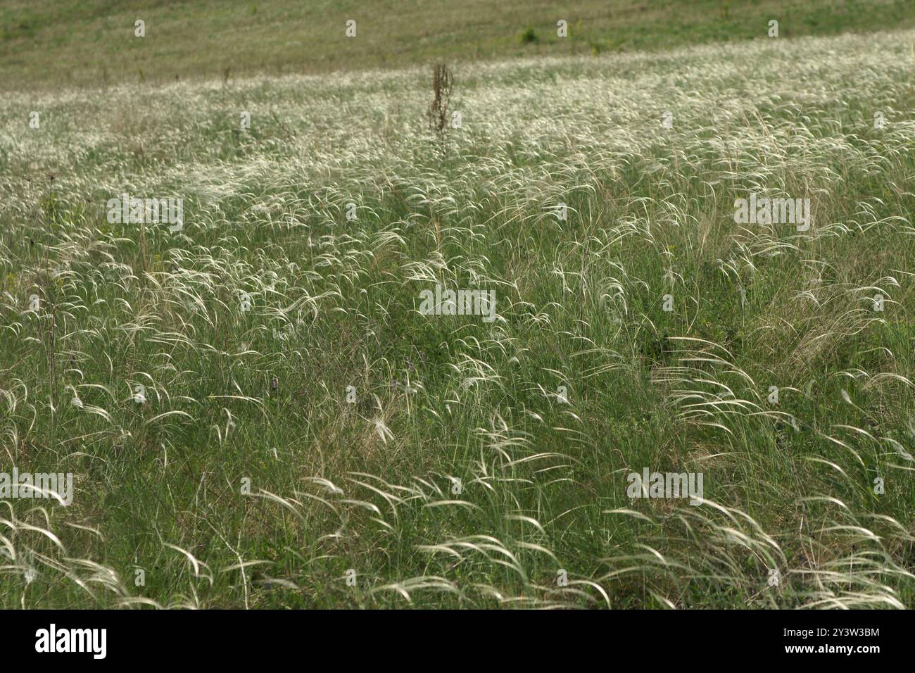Needle Grasses (Stipa) Plantae Stock Photo - Alamy