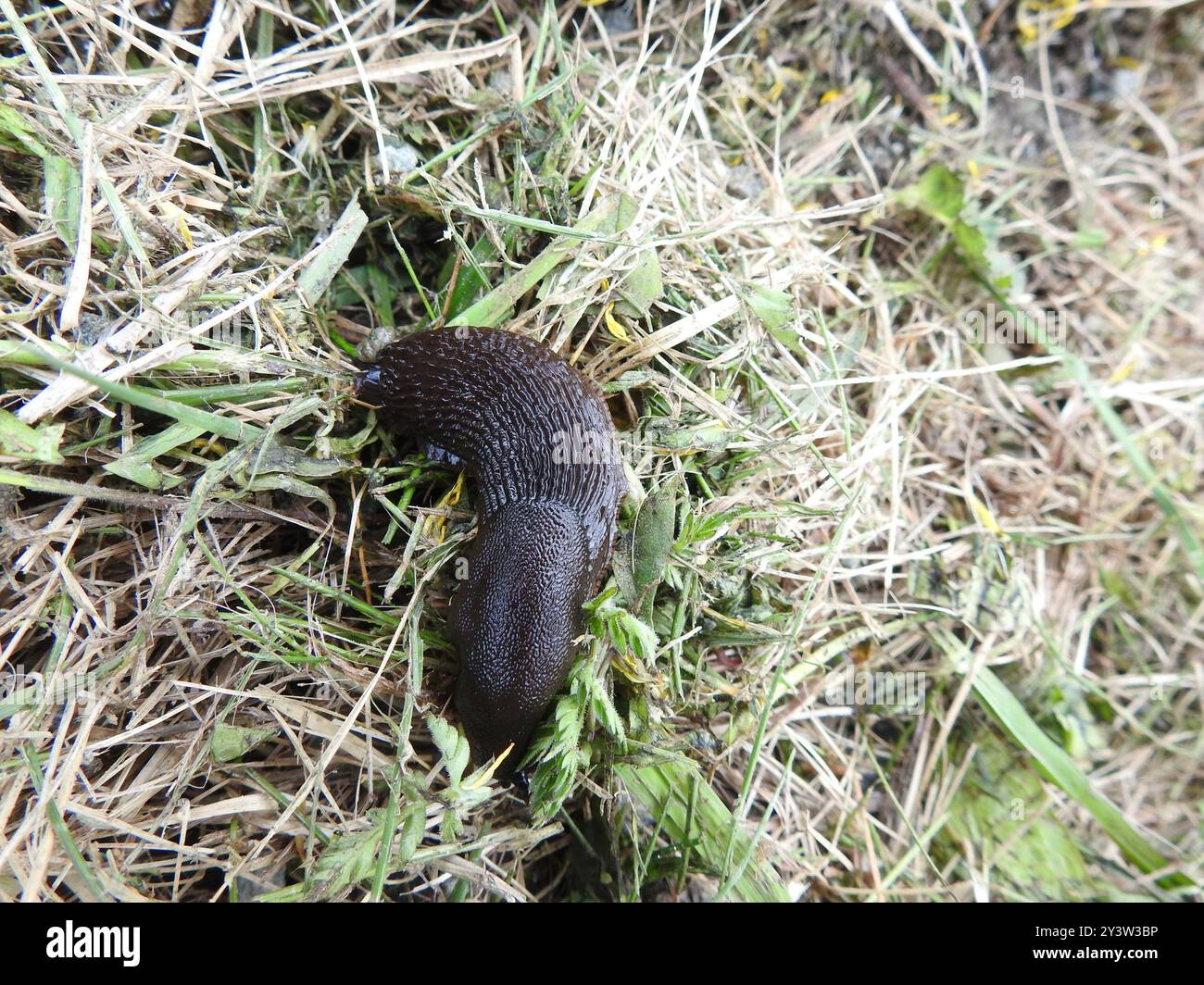 Spanish Slug (Arion vulgaris) Mollusca Stock Photo - Alamy