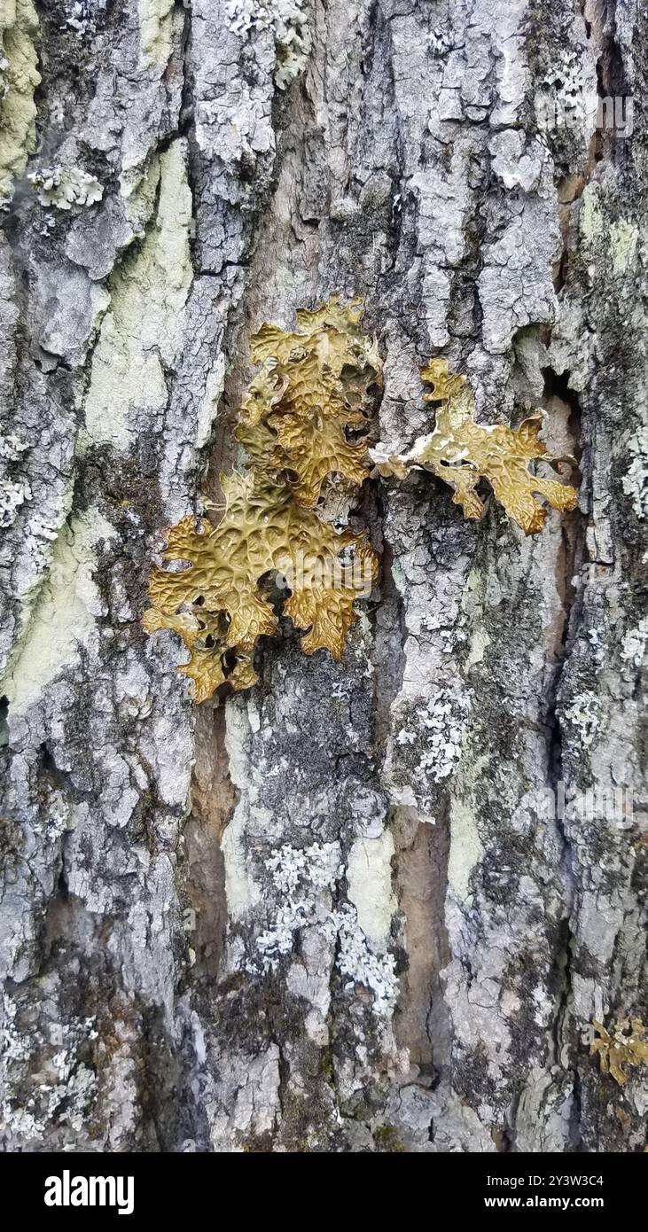 Tree Lungwort (Lobaria pulmonaria) Fungi Stock Photo - Alamy